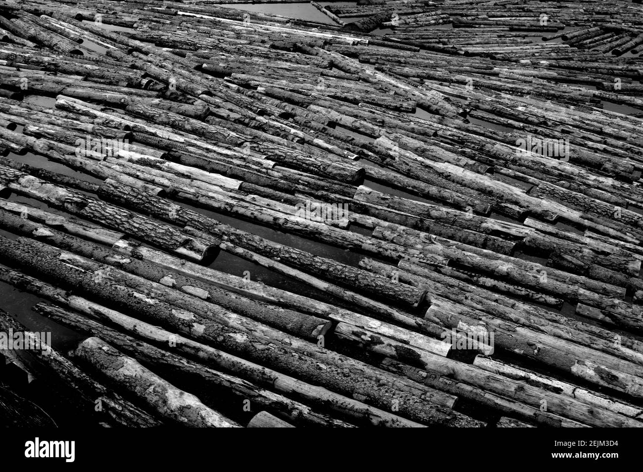 Logs are floating in the river Stock Photo - Alamy