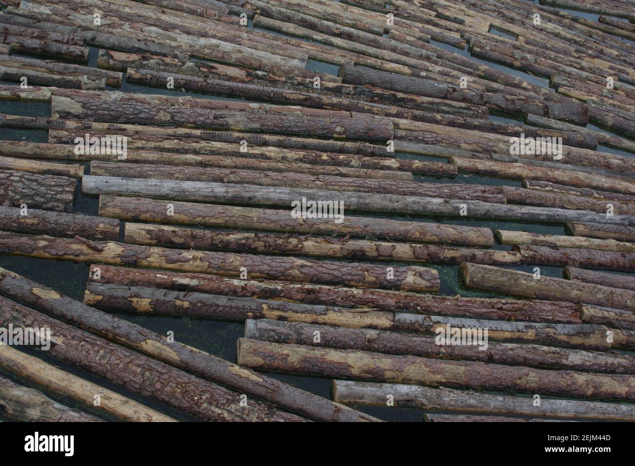 Logs are floating in the river Stock Photo - Alamy