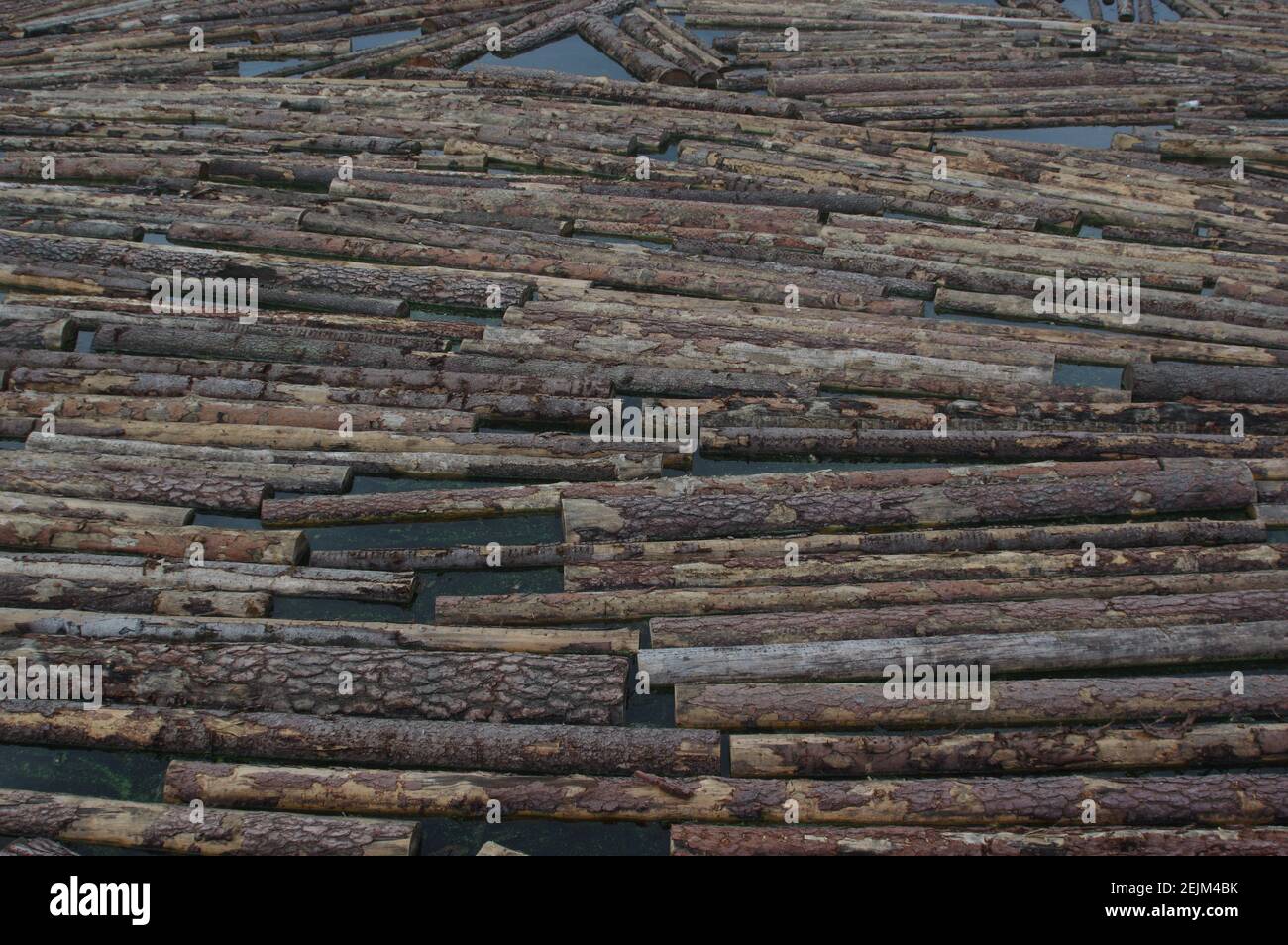 Logs are floating in the river Stock Photo - Alamy