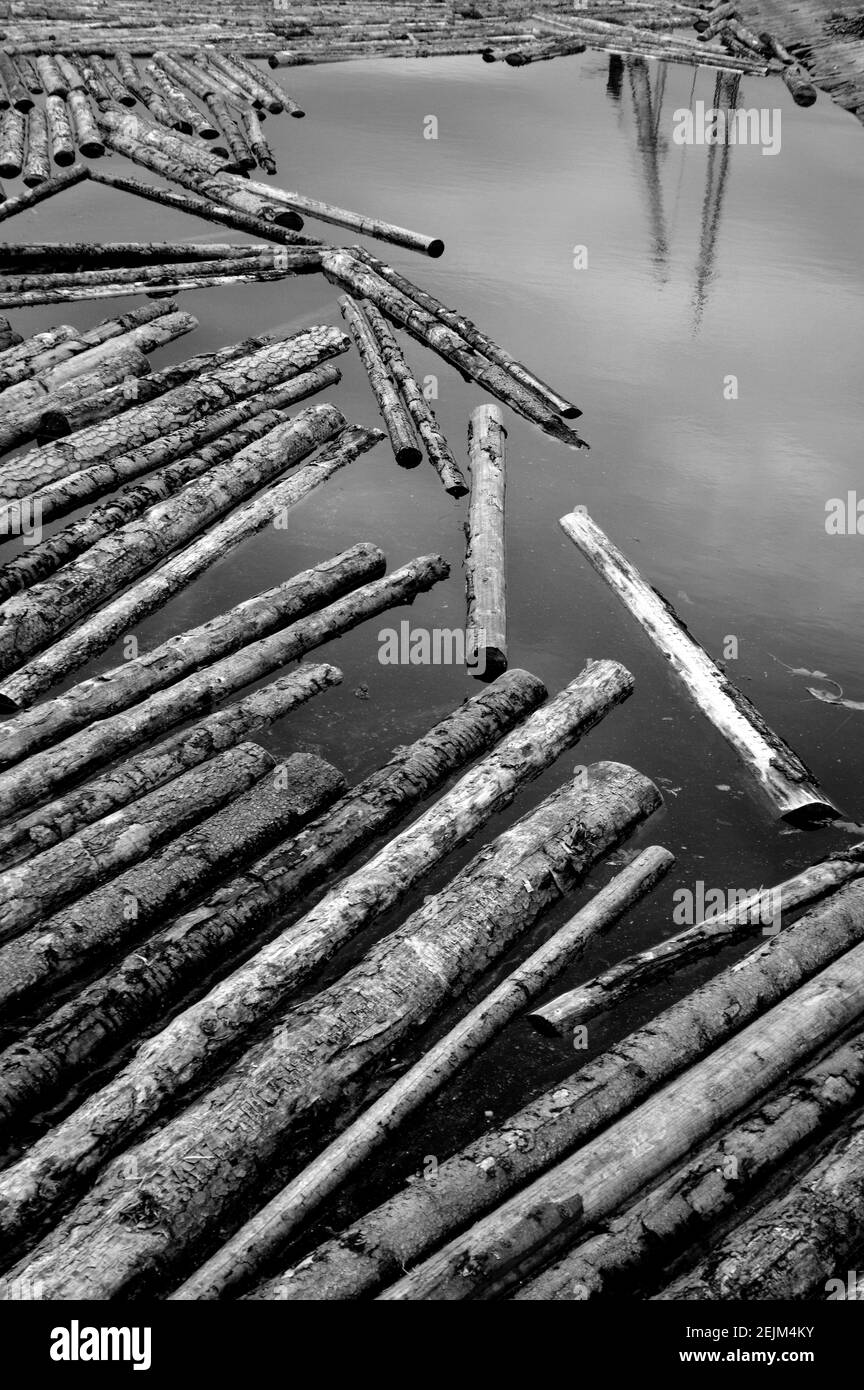 Logs are floating in the river Stock Photo - Alamy
