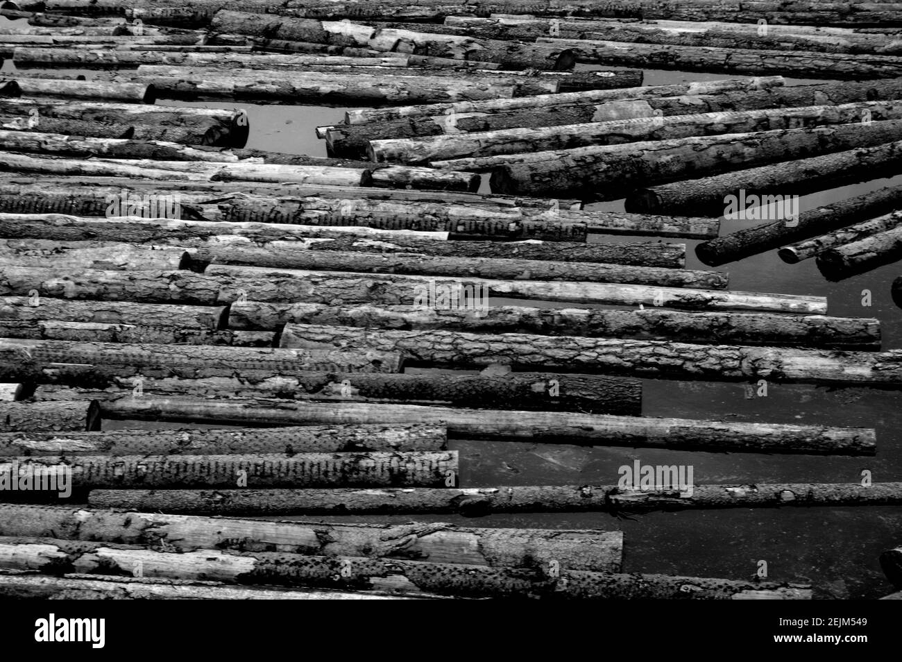 Logs are floating in the river Stock Photo - Alamy