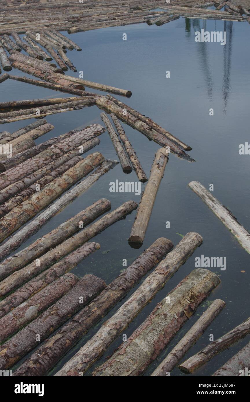 Logs are floating in the river Stock Photo - Alamy
