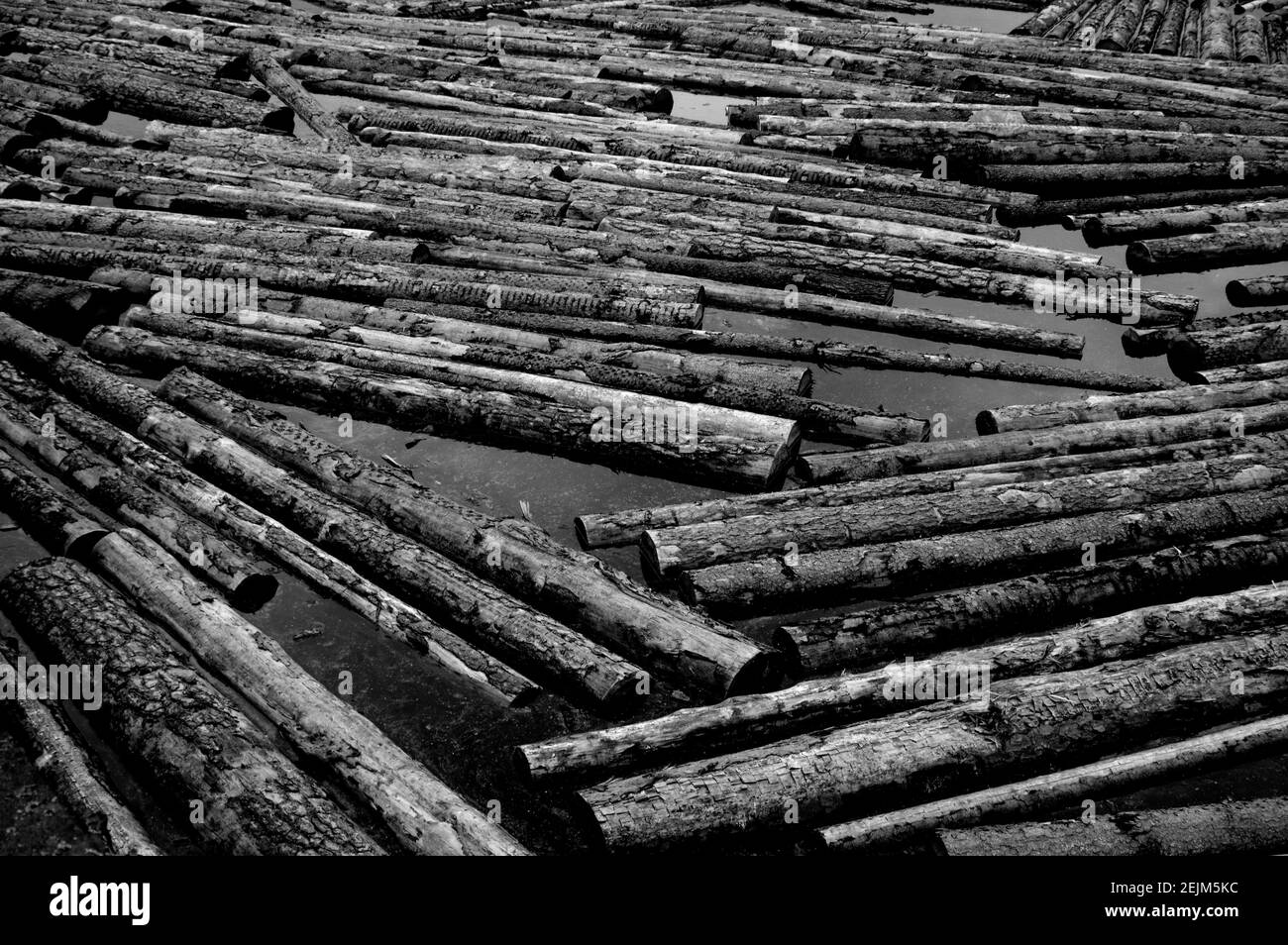 Logs are floating in the river Stock Photo - Alamy