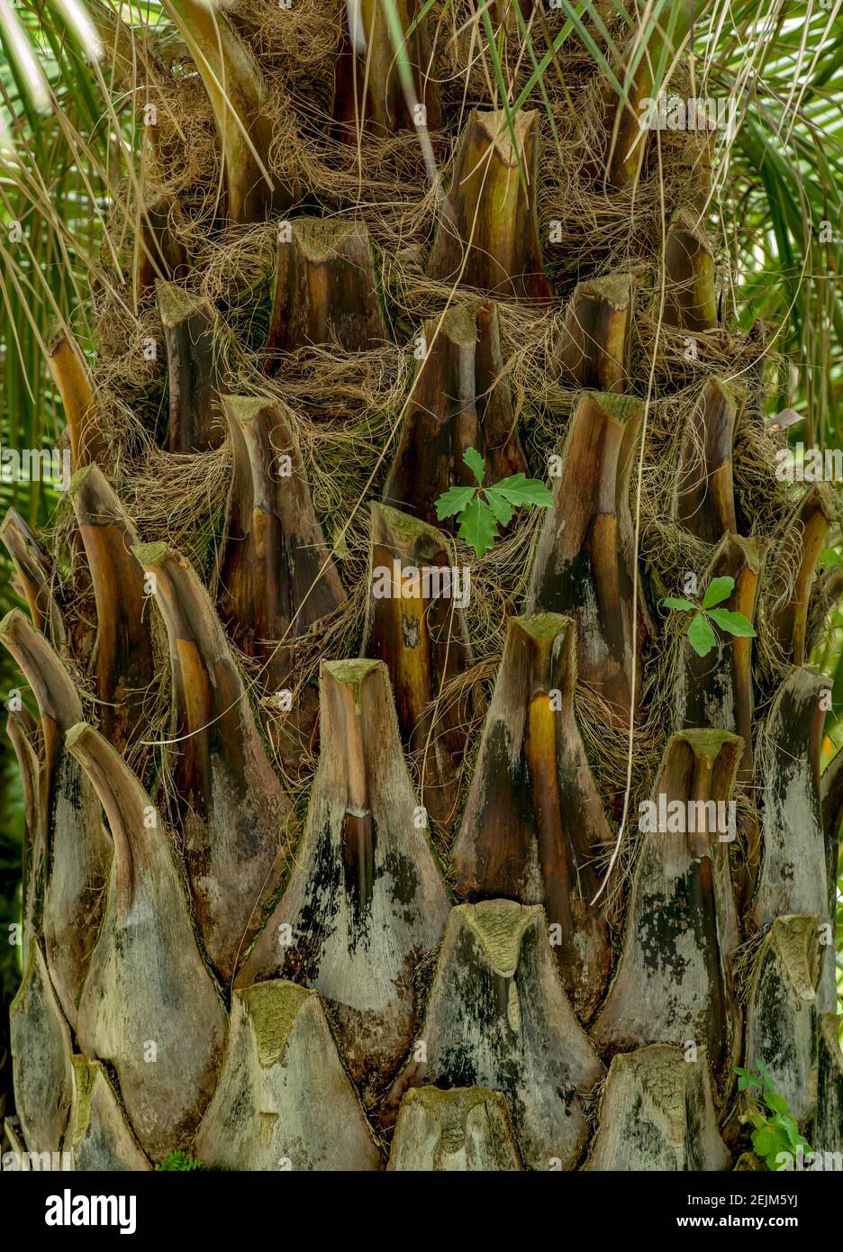 Palm trunk, natural texture. Summer background Vertical photo Stock ...