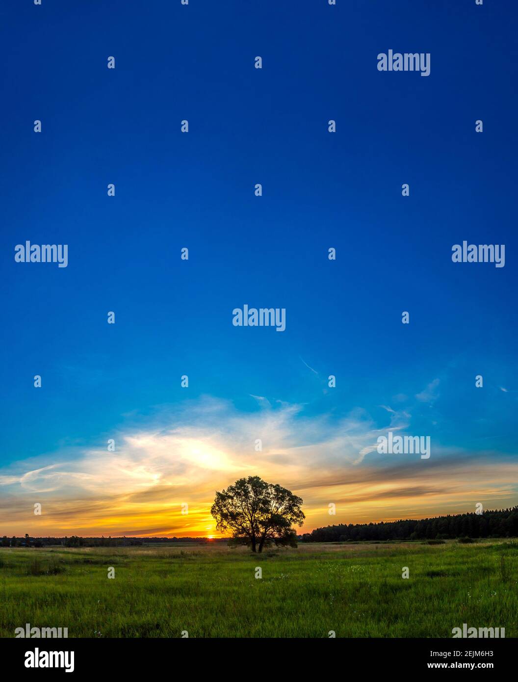 Beautiful sunrise over green field and single tree in a summer morning ...