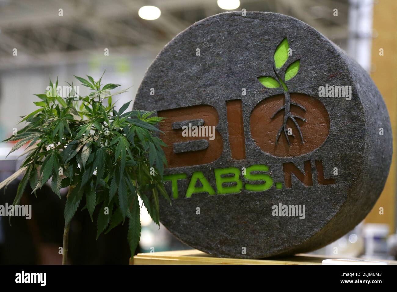 Marijuana plant Rome February 21st 2020. Hemp Fair Canapa Mundi Rome ...