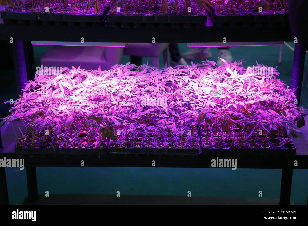 Marijuana grow lights in multi-tiered benches Rome February 21st 2020 ...