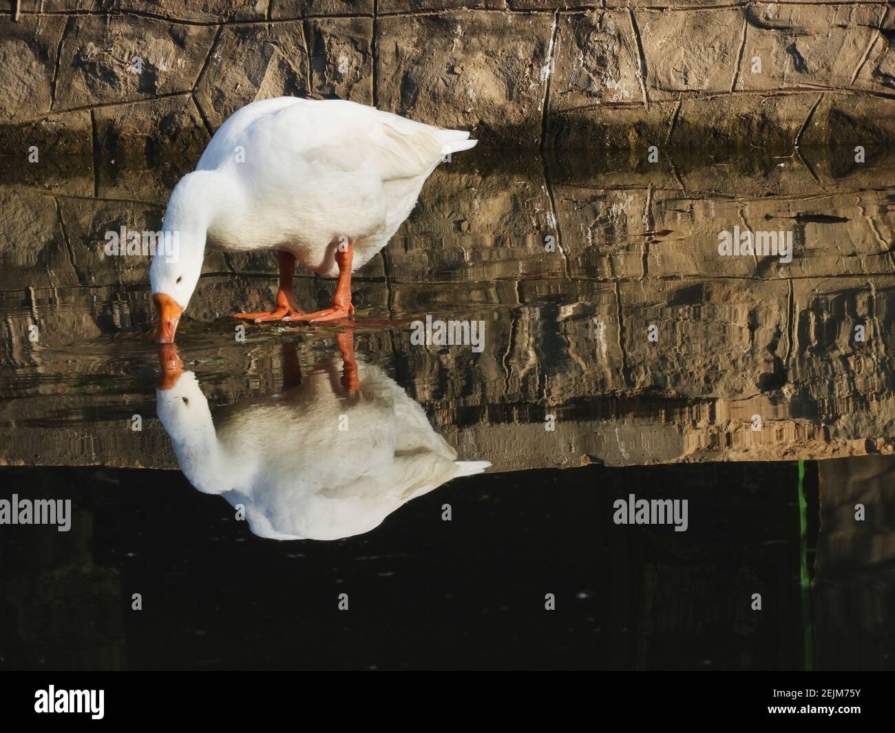Closeup of a white duck drinking water from a small pond under the ...