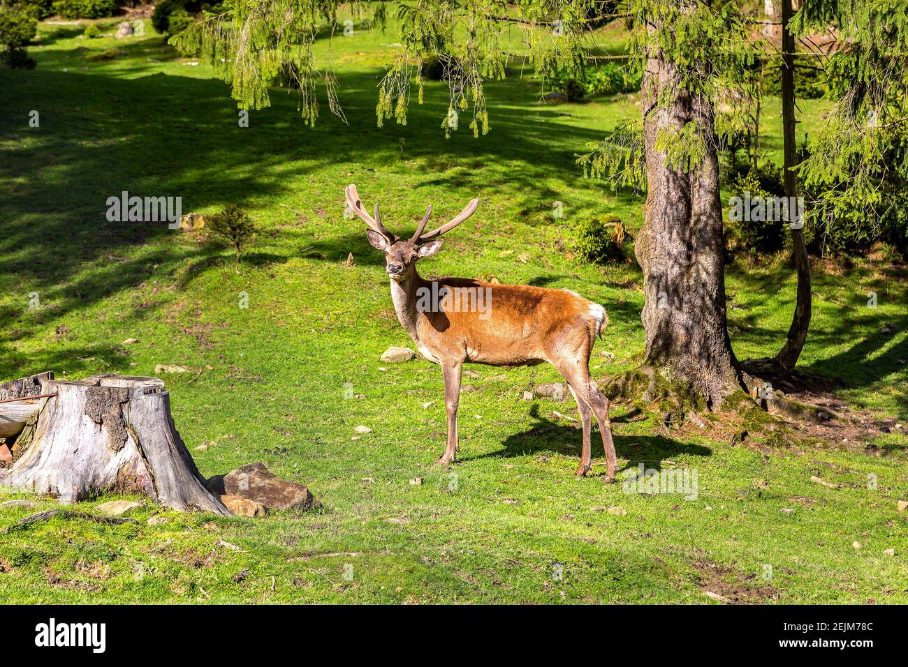 Wild deer in a forest in a beautiful summer day Stock Photo - Alamy