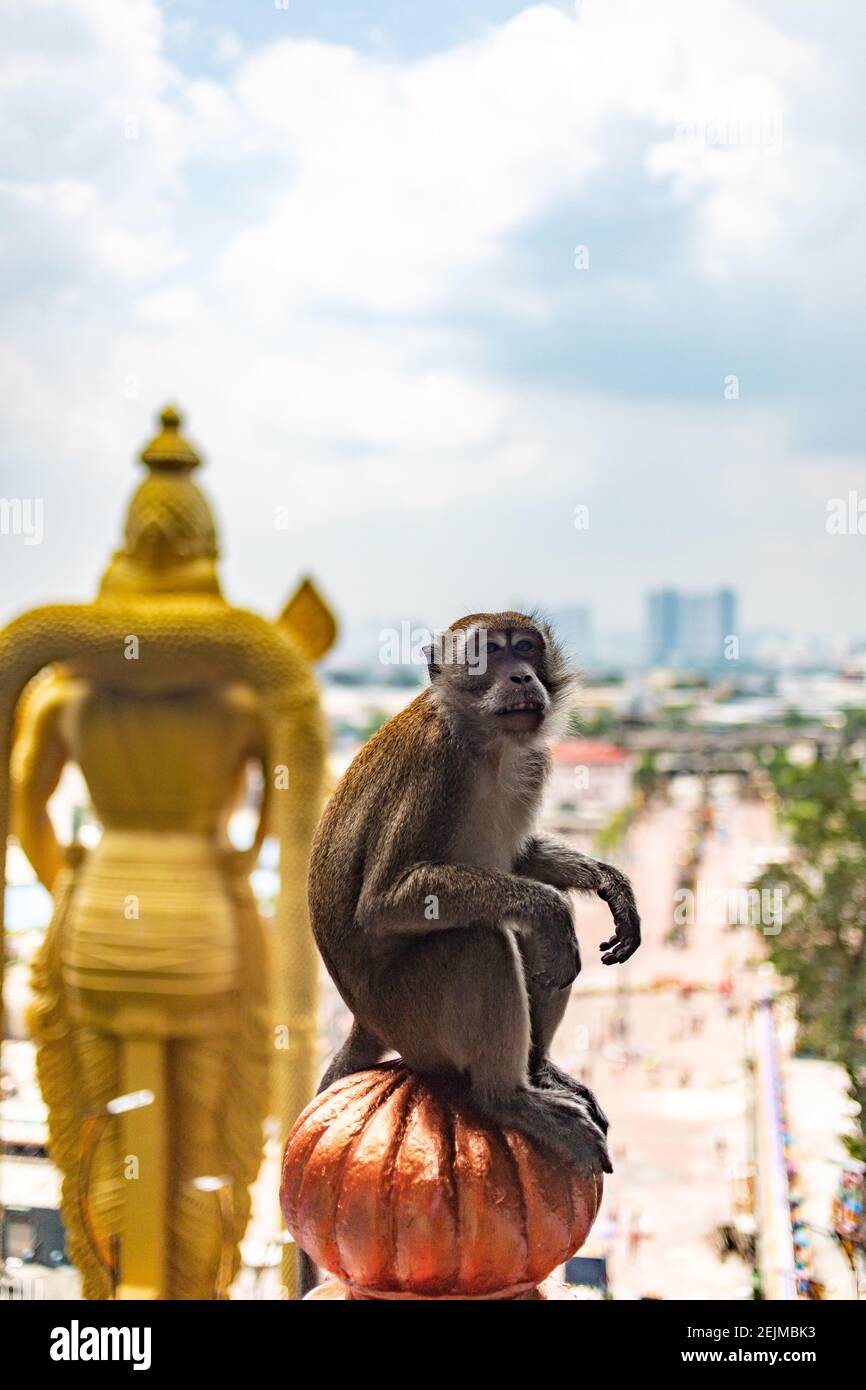 A feral monkey at Batu Caves in Malaysia Stock Photo - Alamy