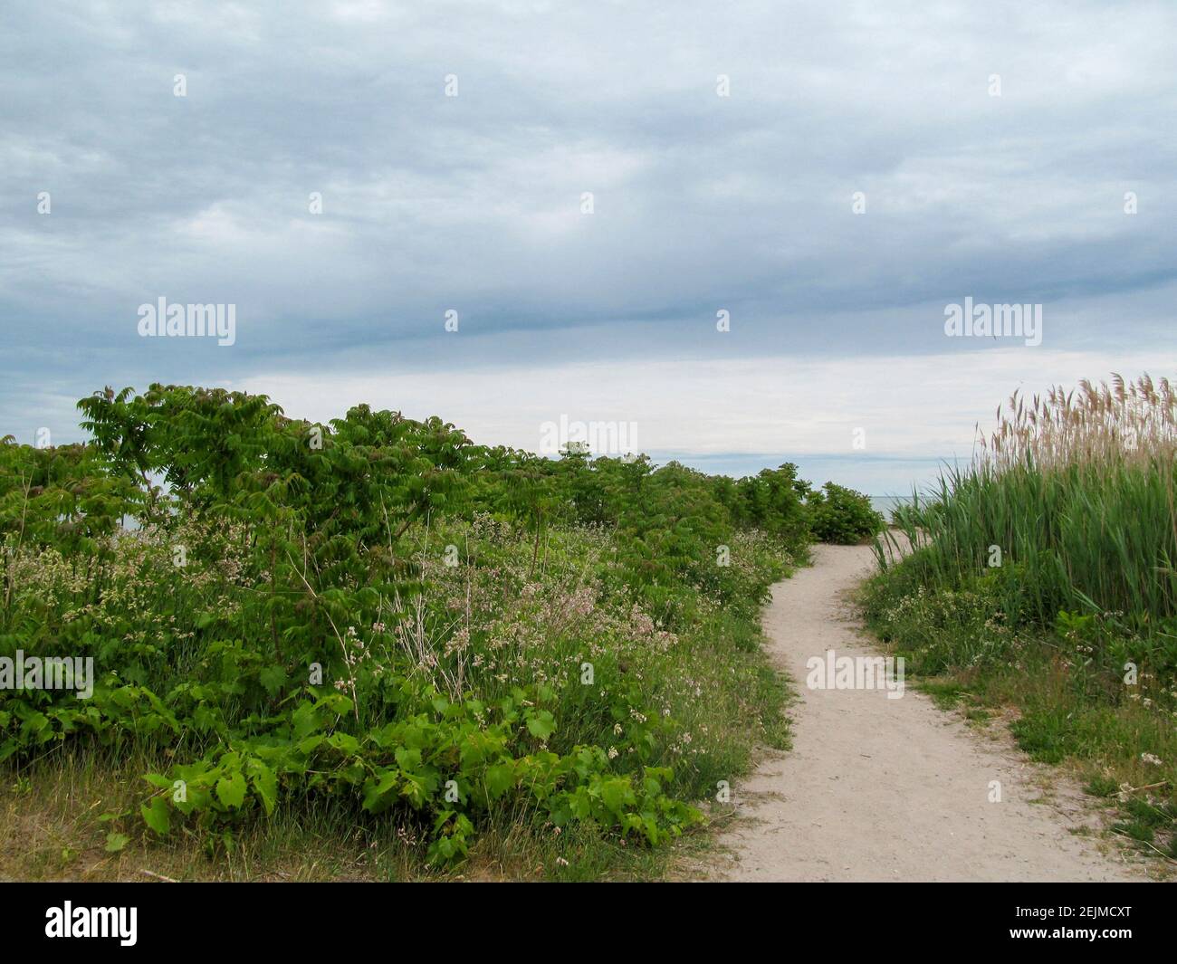 Sandy pathway on the beach with green vegetation in natural ...