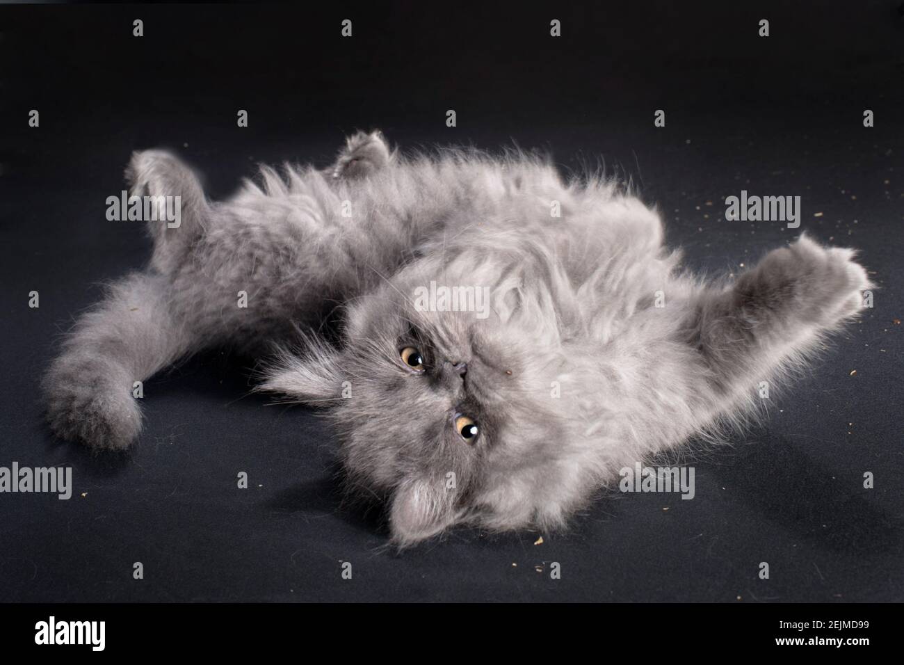 Cat meme hi-res stock photography and images - Alamy