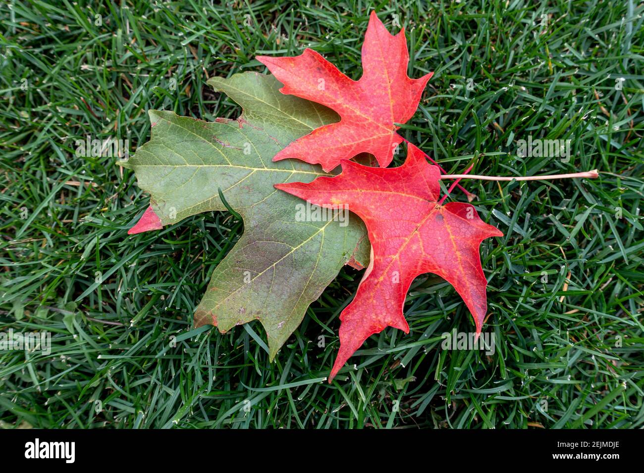 Decomposing leaf hi-res stock photography and images - Alamy