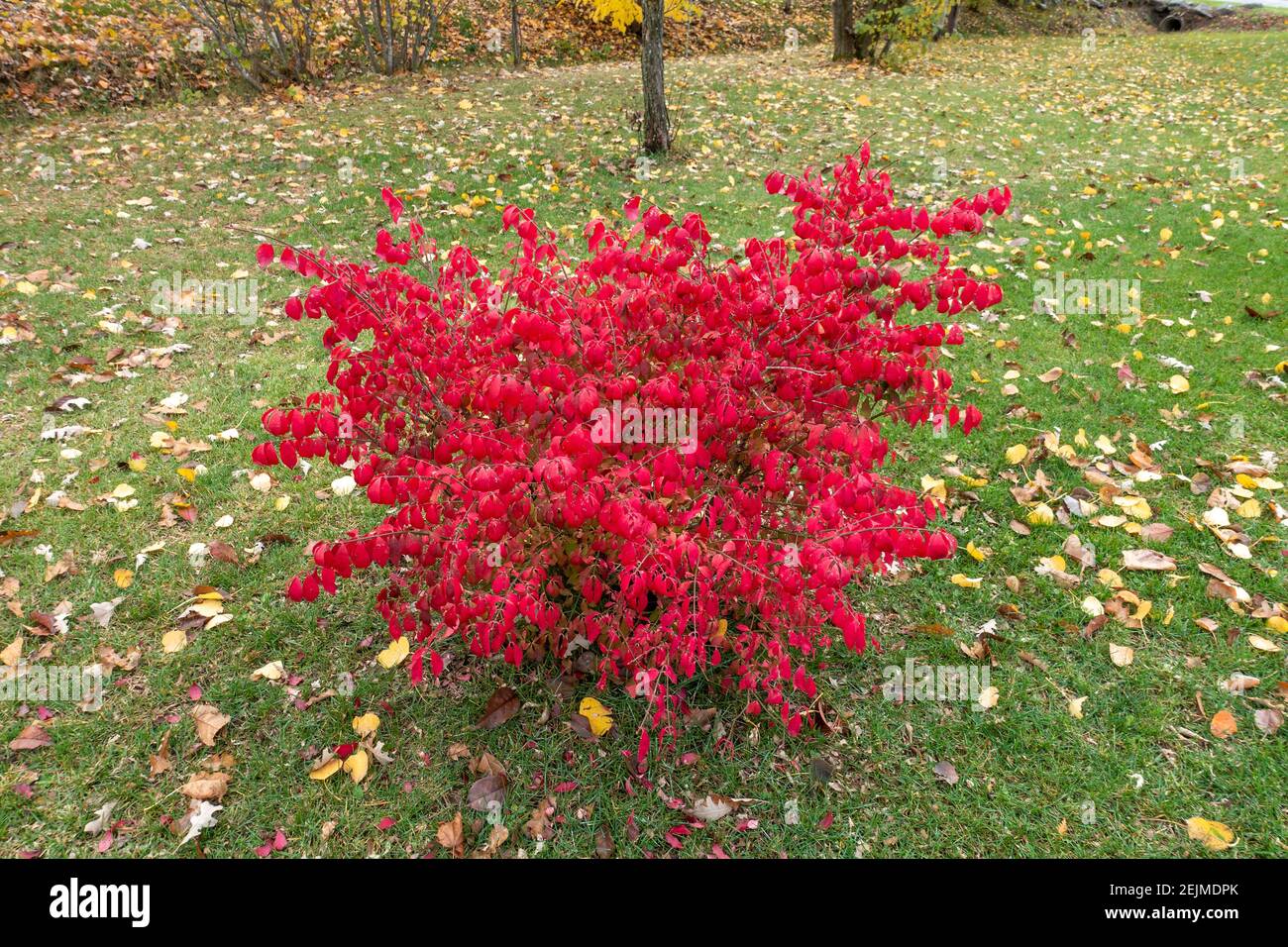 Burning bush in flaming red color Stock Photo - Alamy