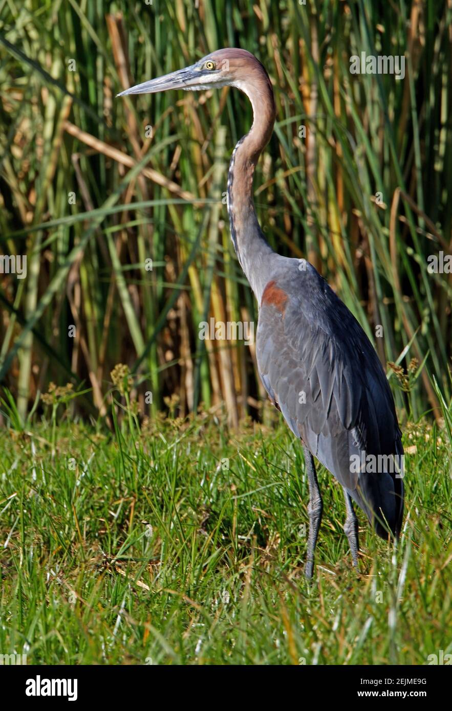 Goliath Heron (Ardea goliath) adult standing in marsh Lake Awasse ...
