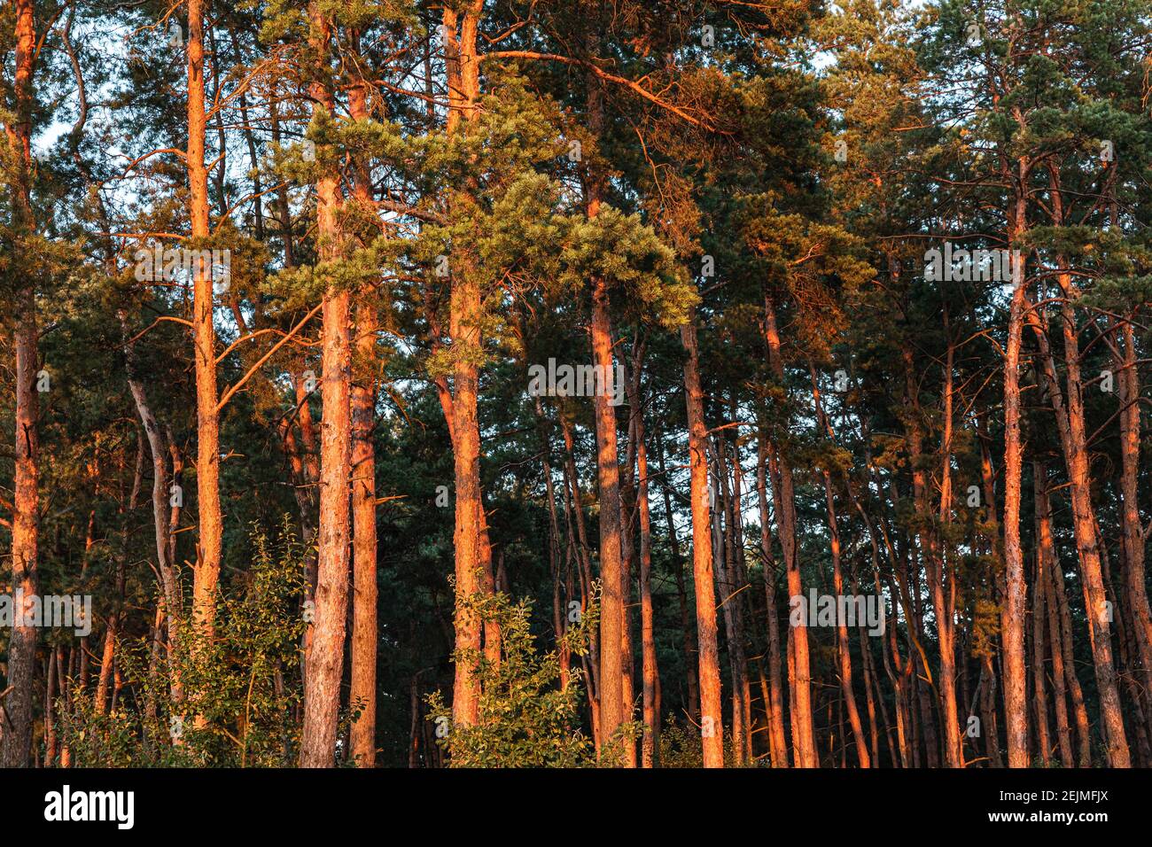 Trunks of pines in nature forest landscape at sunset. Pine tree ...