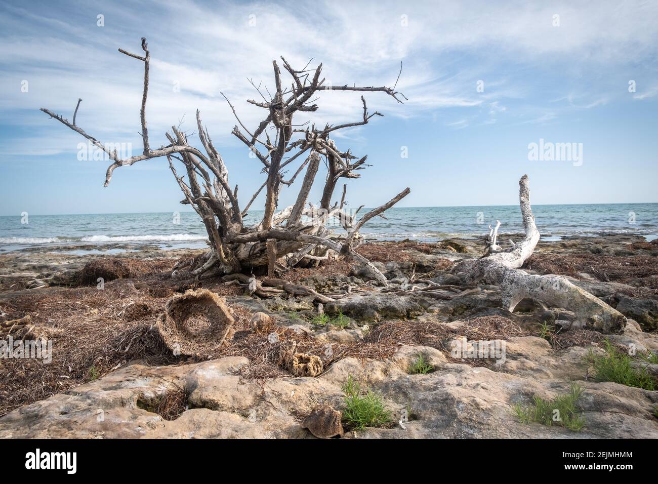 A sea sponge on the shore of the Florida keys at low tide Stock Photo ...