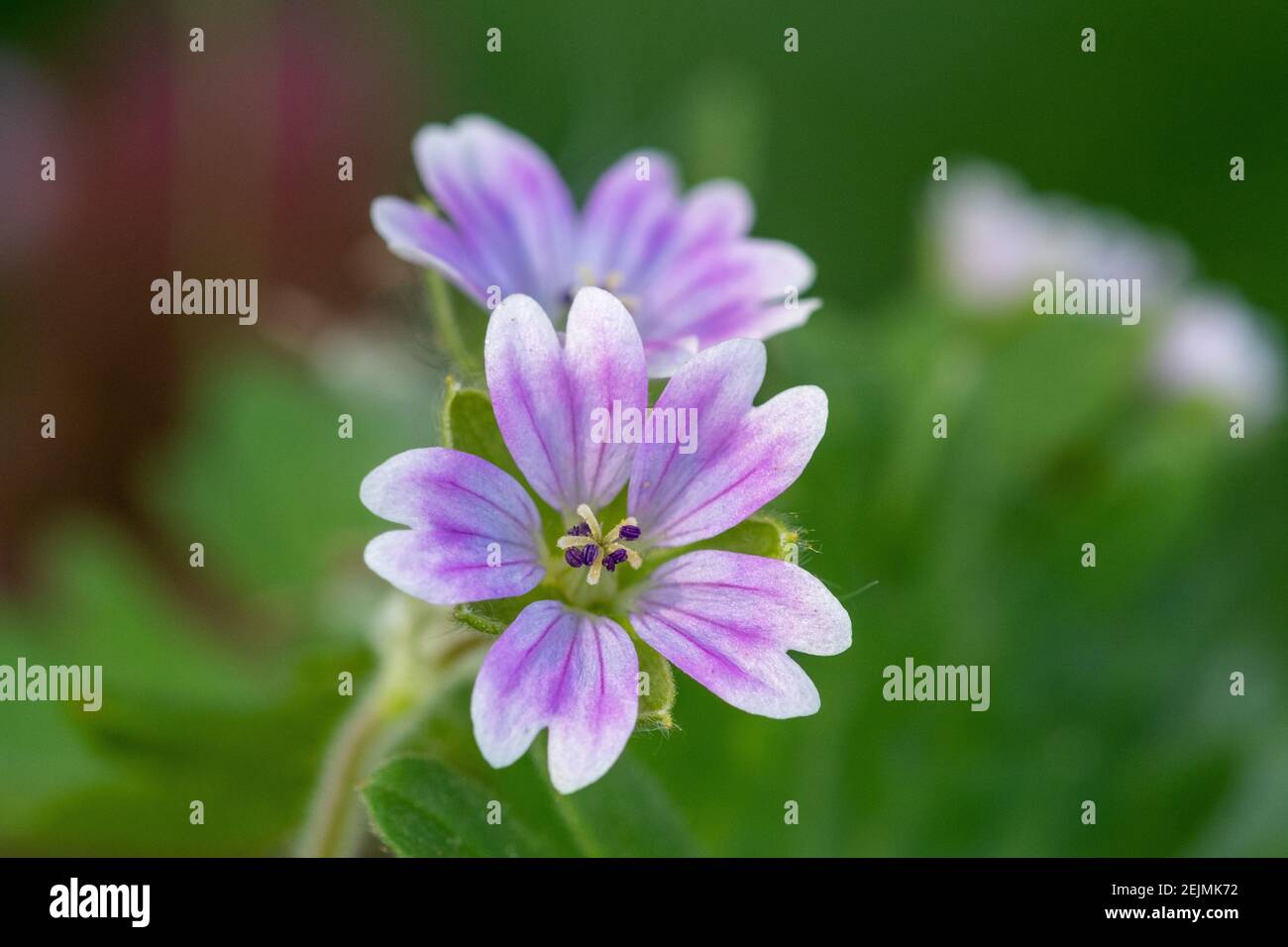 Doves foot cranesbill hi-res stock photography and images - Alamy