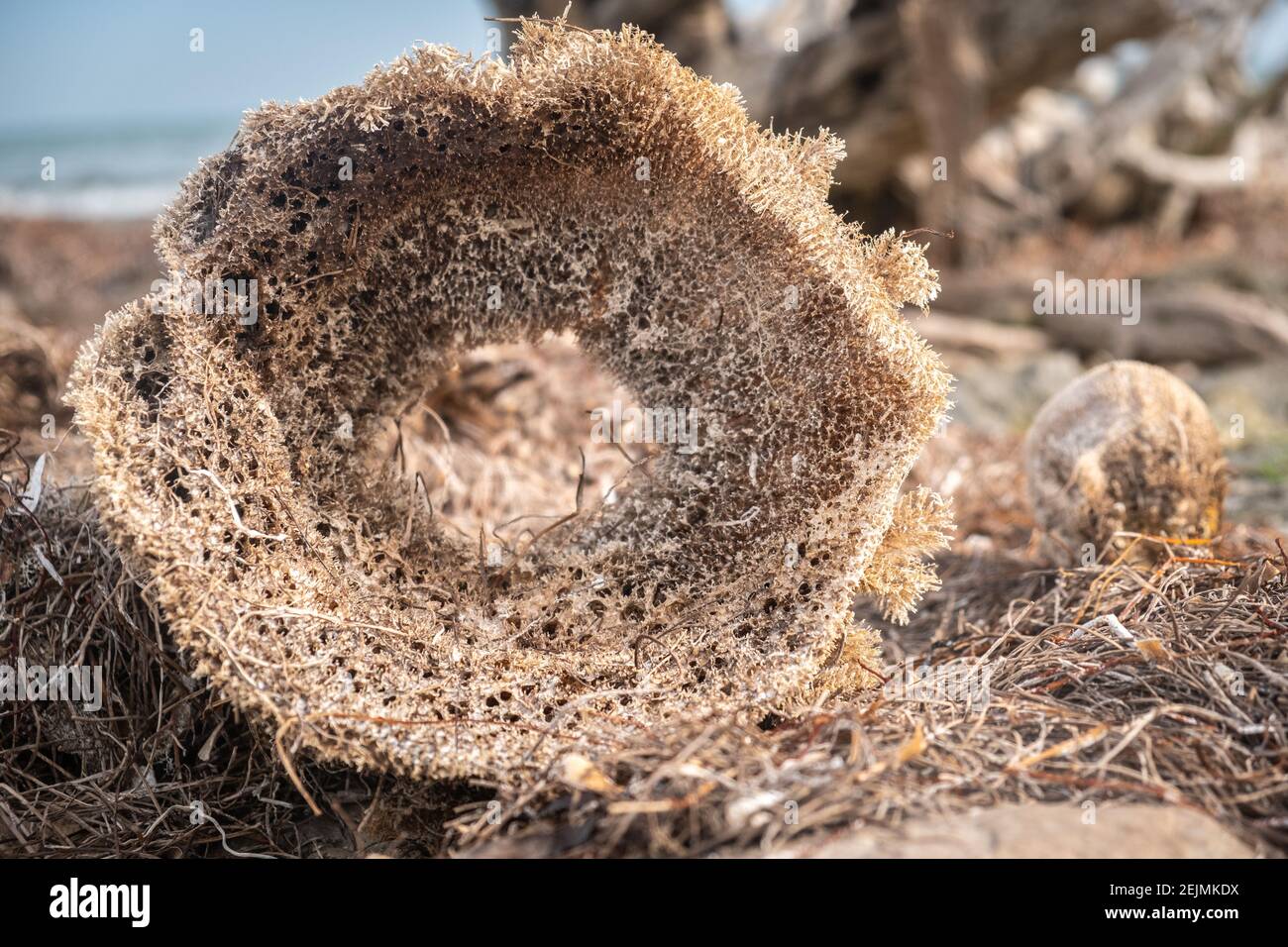 A sea sponge on the shore of the Florida keys at low tide Stock Photo ...