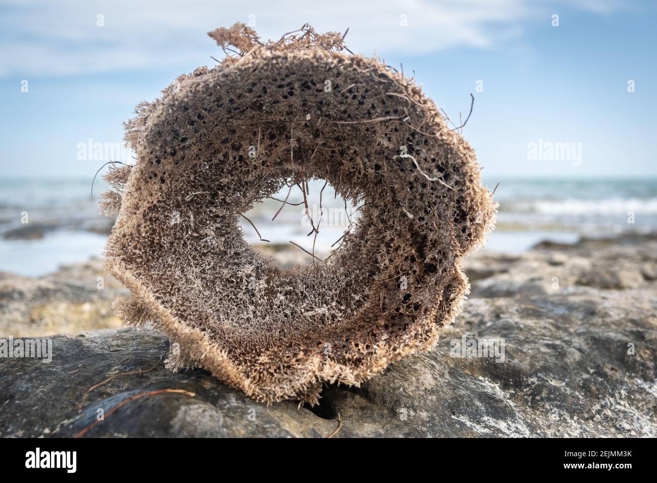 A sea sponge on the shore of the Florida keys at low tide Stock Photo ...