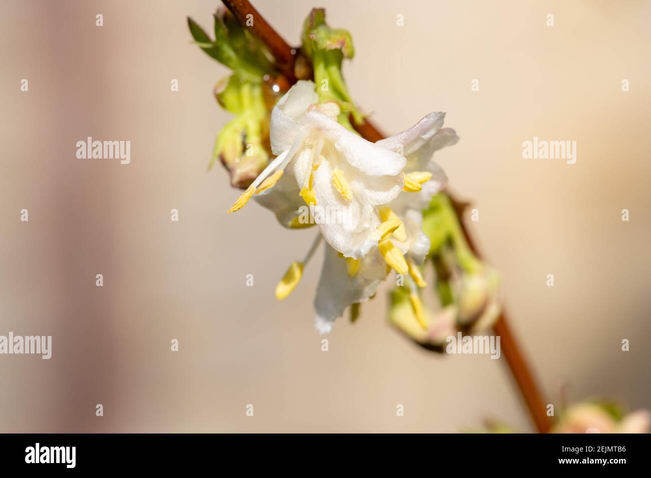 Macro shot of purpus honeysuckle (lonicera x purpusii) flowers Stock ...