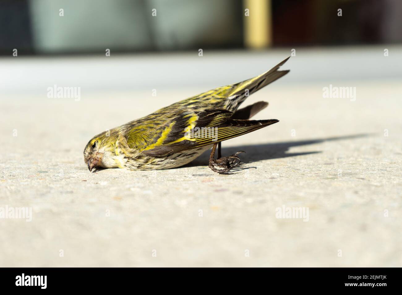 Dead little bird hi-res stock photography and images - Alamy