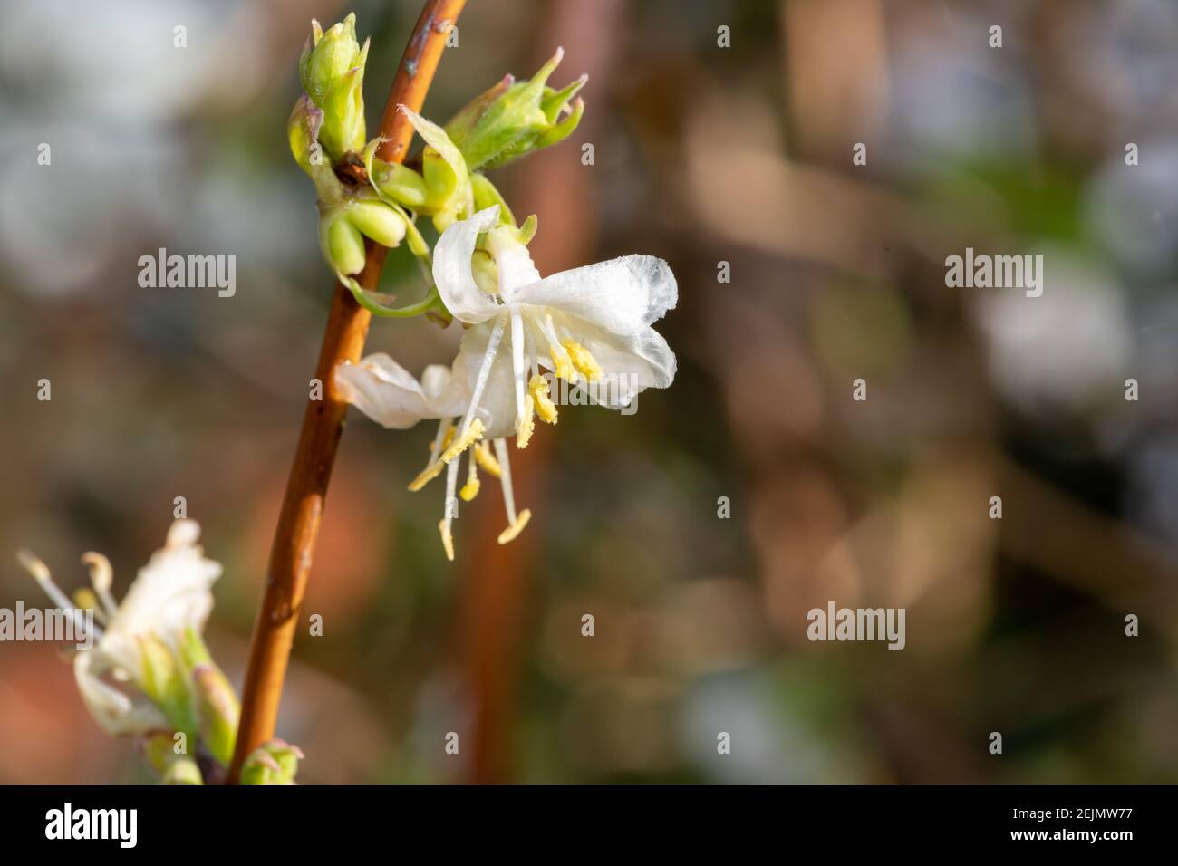 Lonicera purpusii flowering hi-res stock photography and images - Alamy