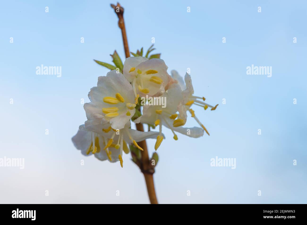 Lonicera purpusii ‘winter beauty’ hi-res stock photography and images ...