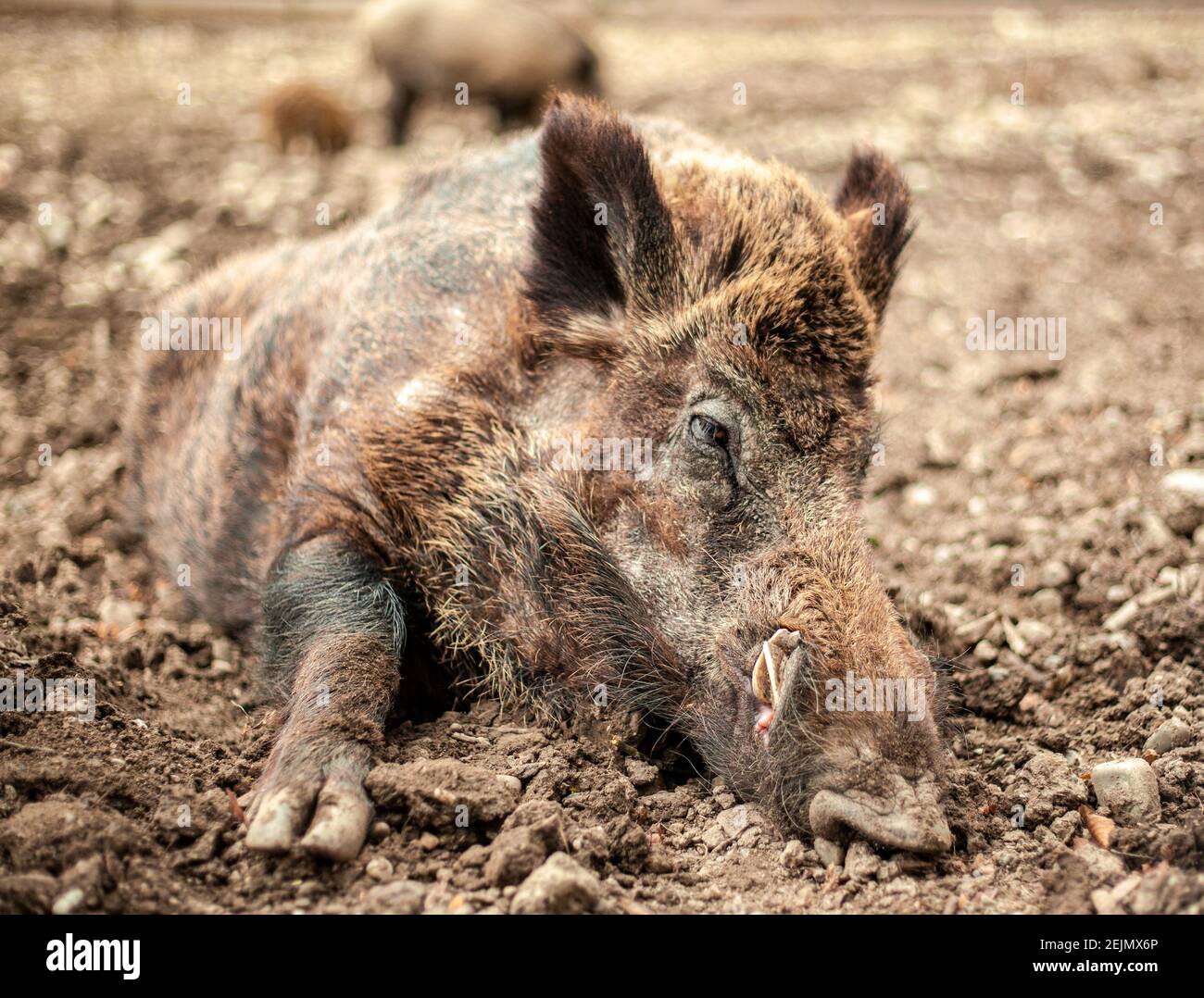 Big Boar lying in the mud in a German wildlife resort in Landsberg ...
