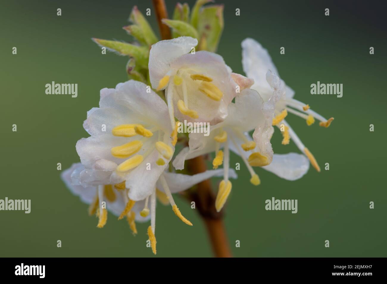 Lonicera purpusii flowering hi-res stock photography and images - Alamy