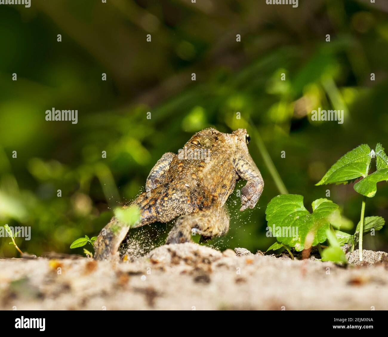 Toad jumping hi-res stock photography and images - Alamy