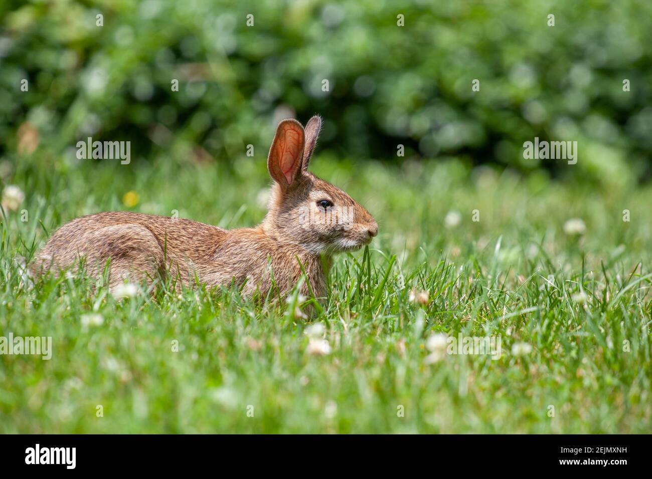 North american baby rabbit hi-res stock photography and images - Alamy