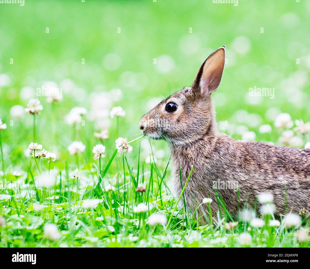 Cute little bunny rabbit sitting in the field and eating wild clover ...