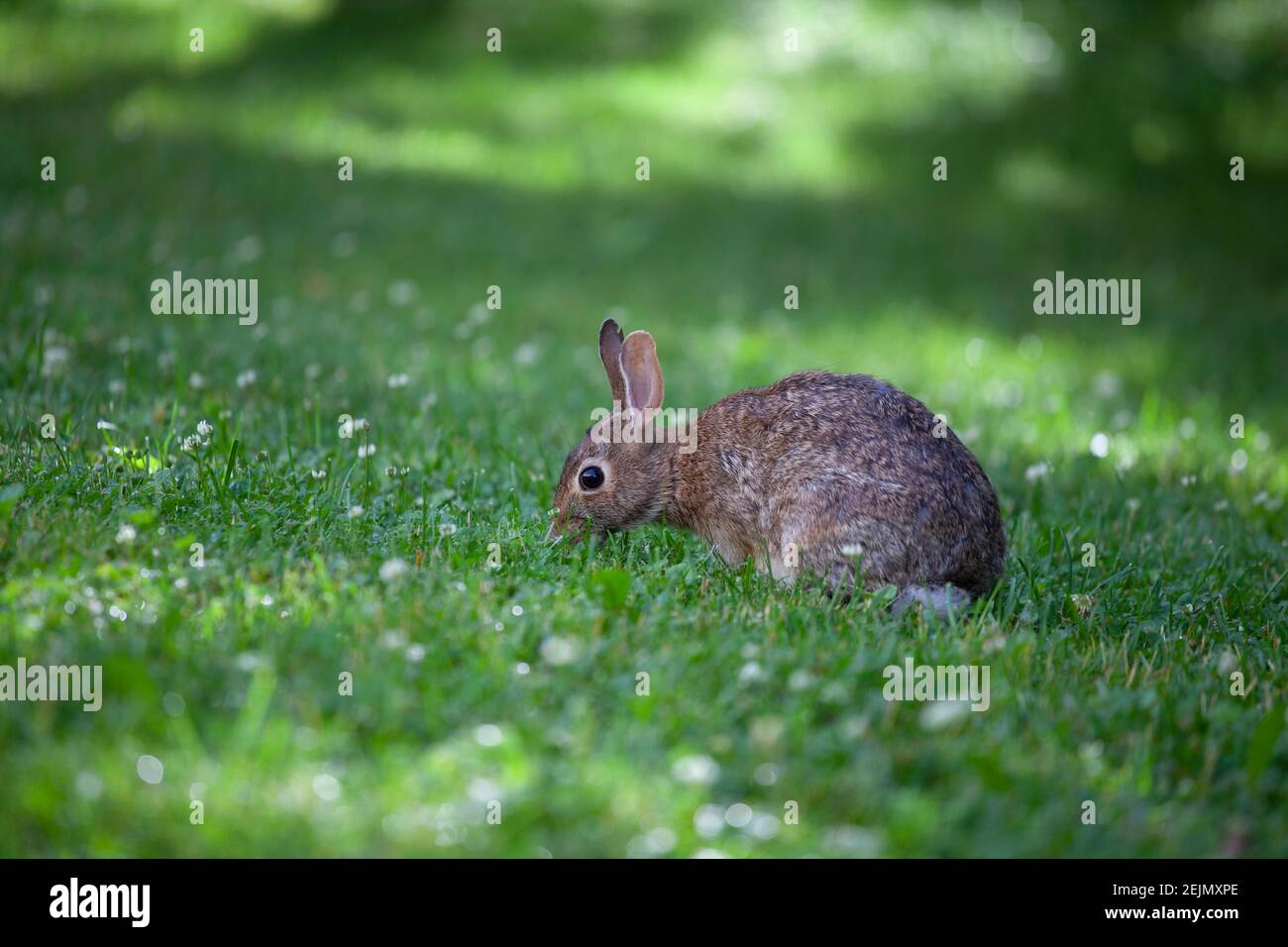 North american baby rabbit hi-res stock photography and images - Alamy