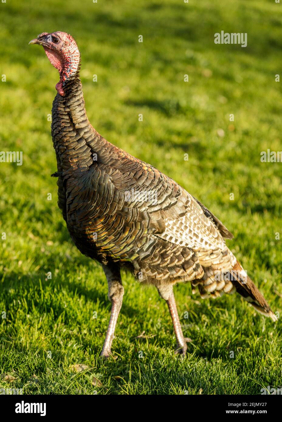 Wild turkey standing on grass hi-res stock photography and images - Alamy