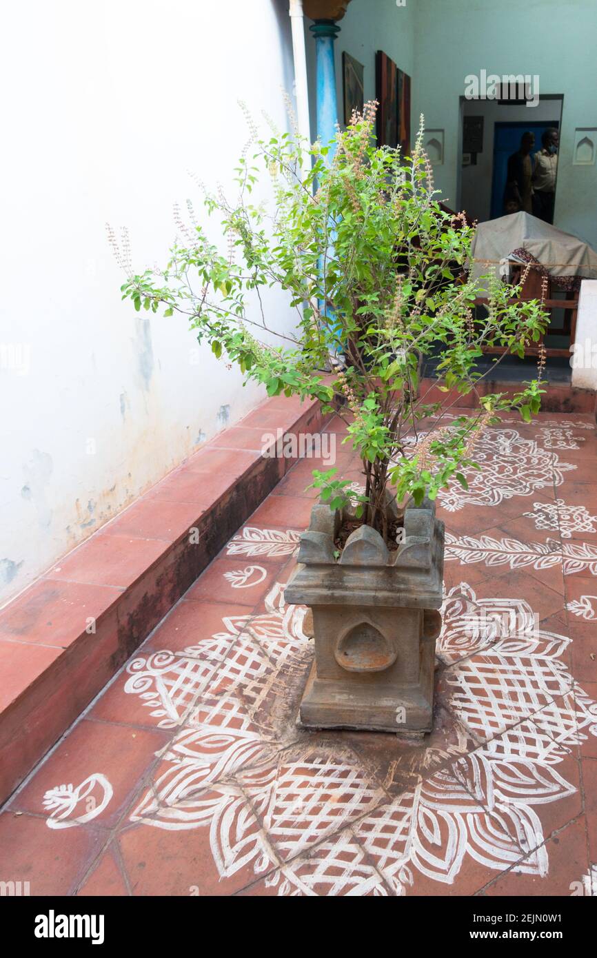 Holy Basil / Ocimum tenuiflorum / Tulsi plant placed inside traditional ...
