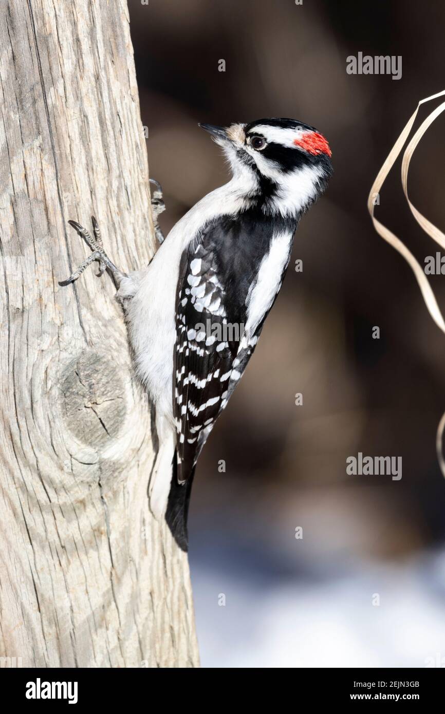 Downy woodpecker (Picoides pubescens) on a fence post Calgary, The ...