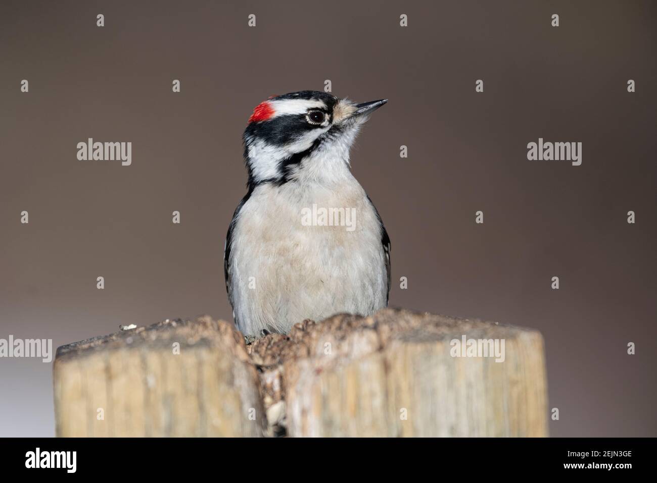 Downy woodpecker (Picoides pubescens) on a fence post Calgary, The ...