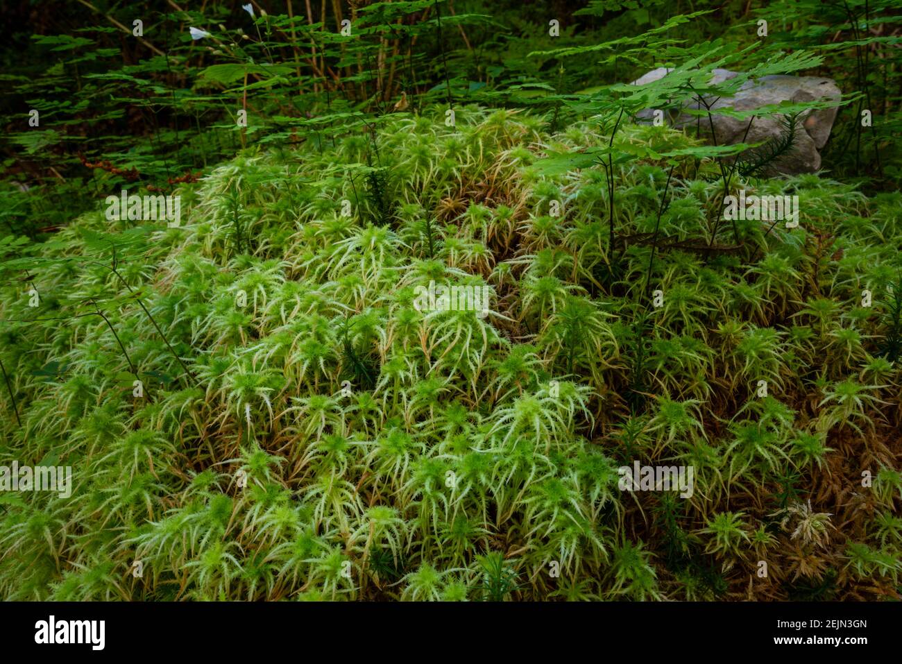 Rak Skocjan valley, Inner Carniola, Slovenia Stock Photo - Alamy