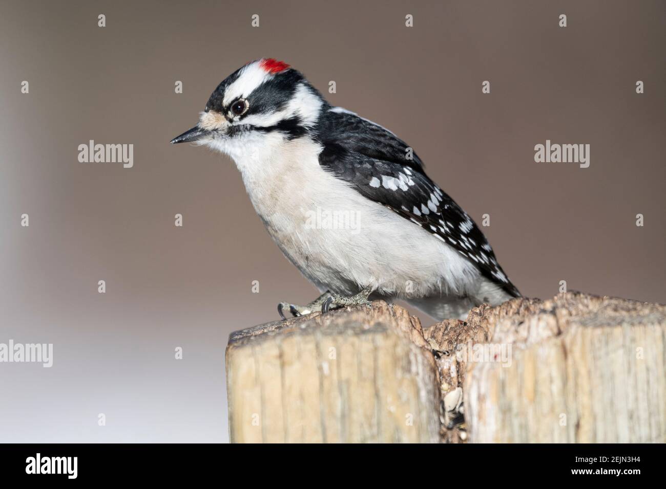 Downy woodpecker (Picoides pubescens) on a fence post Calgary, The ...