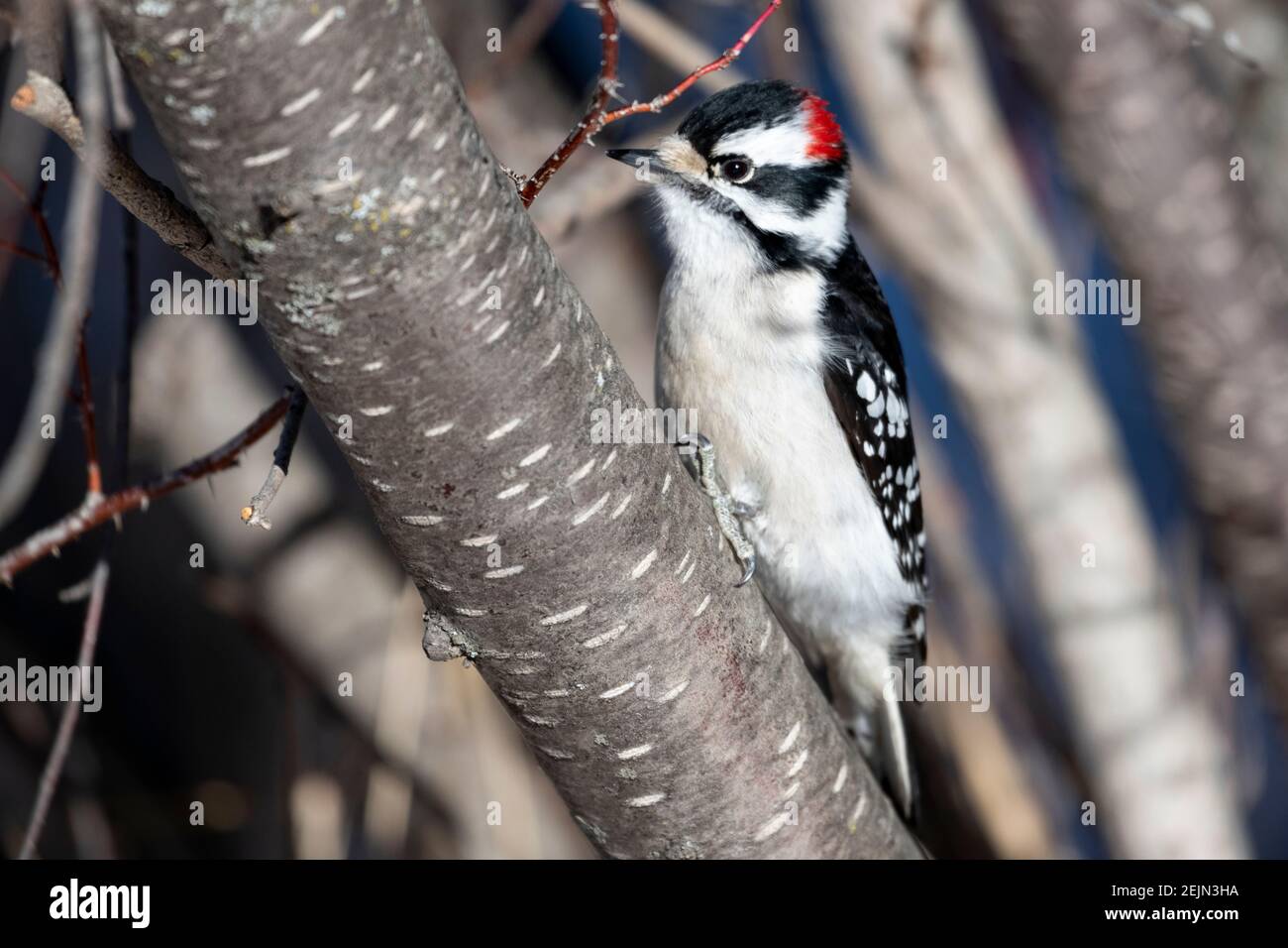 Downy woodpecker (Picoides pubescens) on a fence post Calgary, The ...