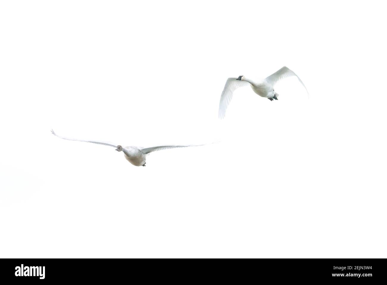 Pair of trumpeter swans in flight hi-res stock photography and images ...