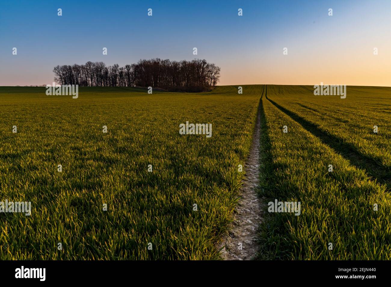 Beautiful sunrise at morning over huge green fields Stock Photo - Alamy