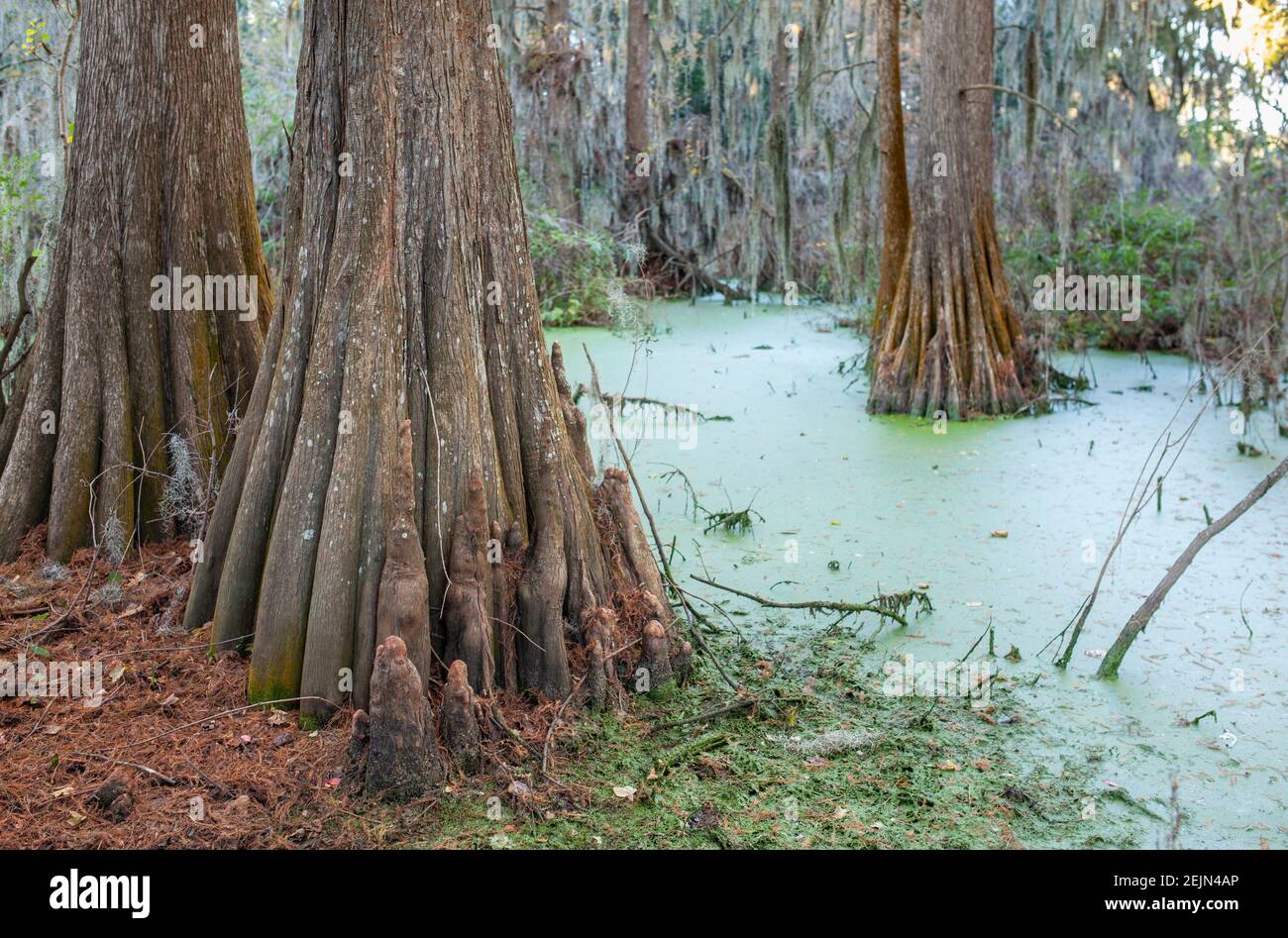 Bald cypress trees taxodium distichum hi-res stock photography and ...