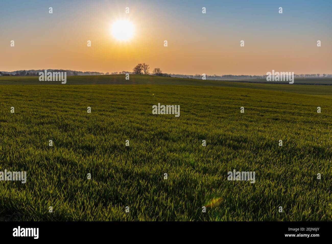 Beautiful sunrise at morning over huge green fields Stock Photo - Alamy