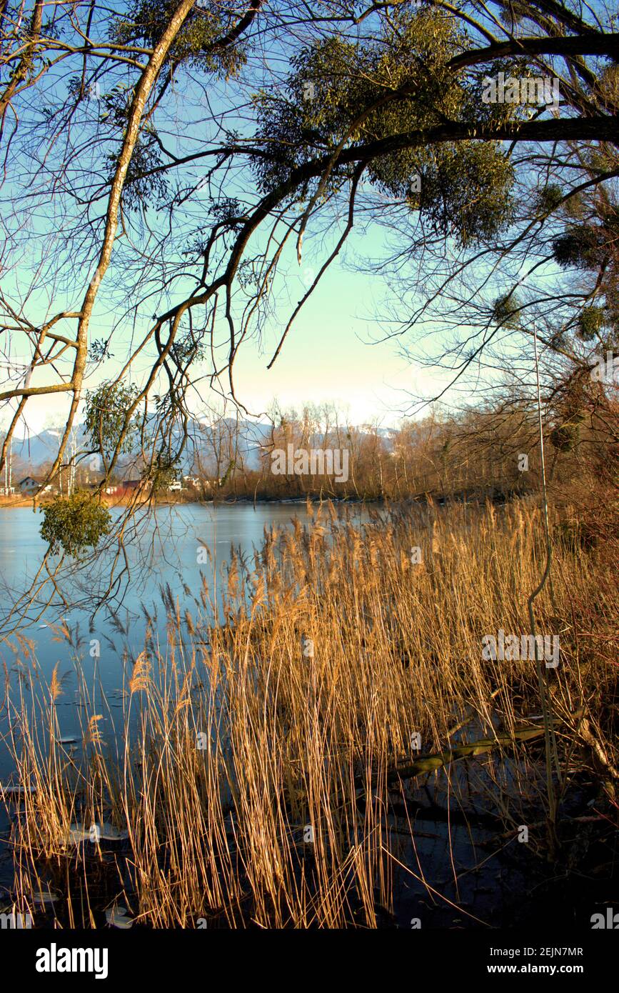 Incredible natural scenery at a pretty lake in Oberriet in Switzerland ...