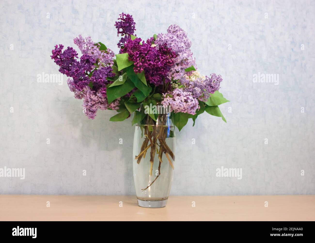 Bouquet of lilac flowers in a transparent tall vase in the interior ...