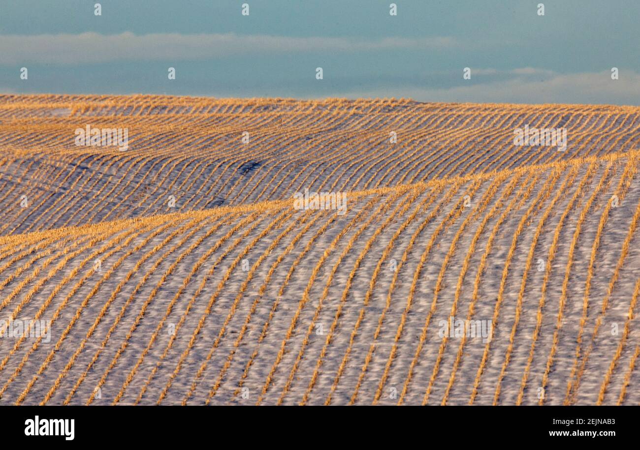 Saskatchewan plains winter extreme cold prairie scenic Stock Photo - Alamy