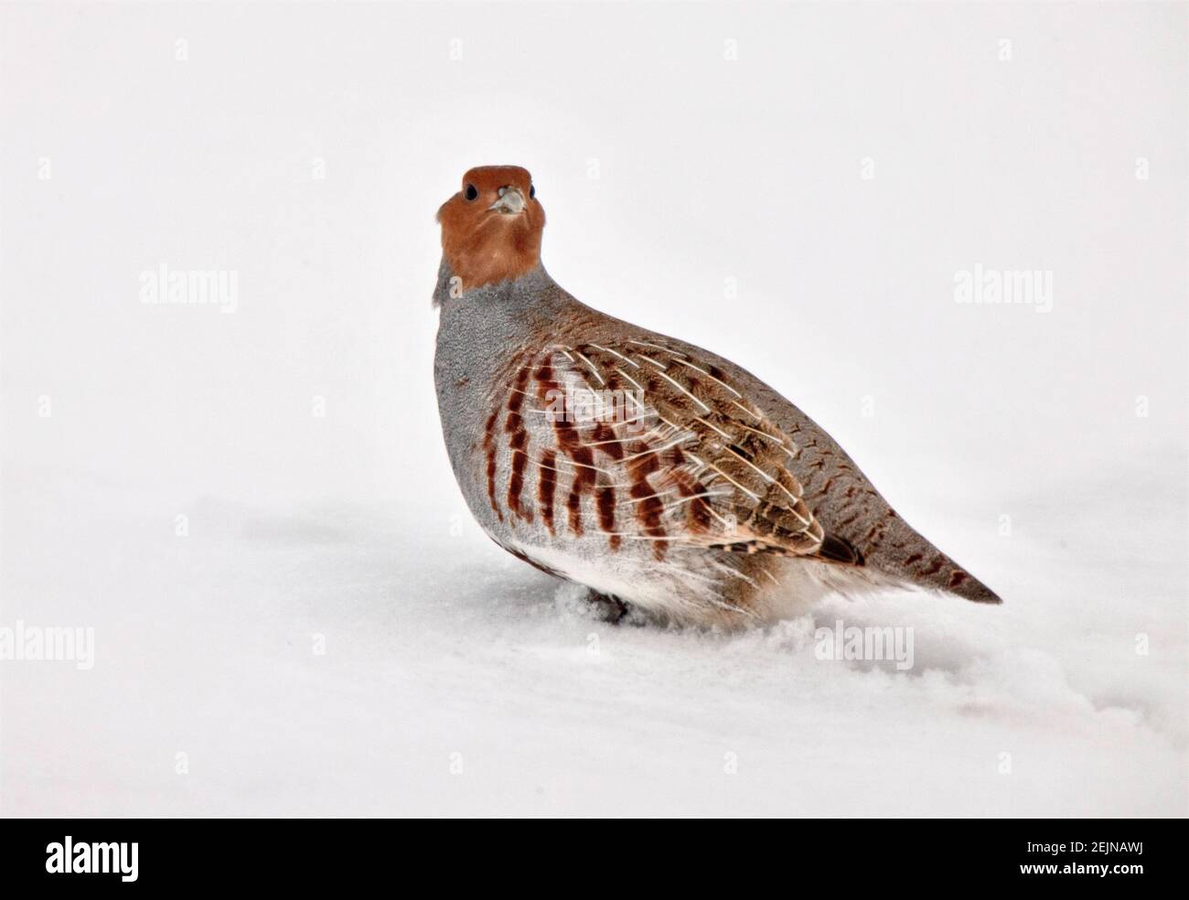 Flying partridge hi-res stock photography and images - Alamy