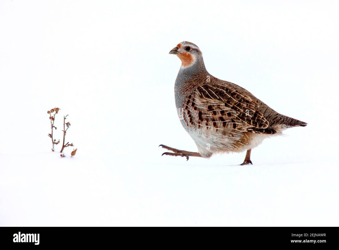 Flying partridge hi-res stock photography and images - Alamy